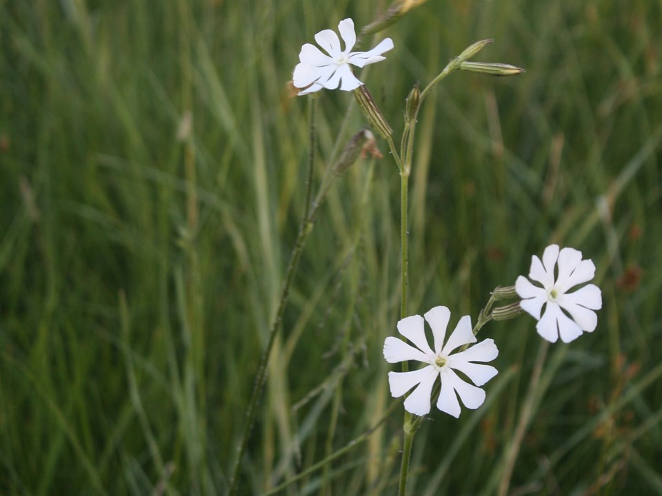 Silene bellidioides umjuje Wild tobacco Wilde tabak