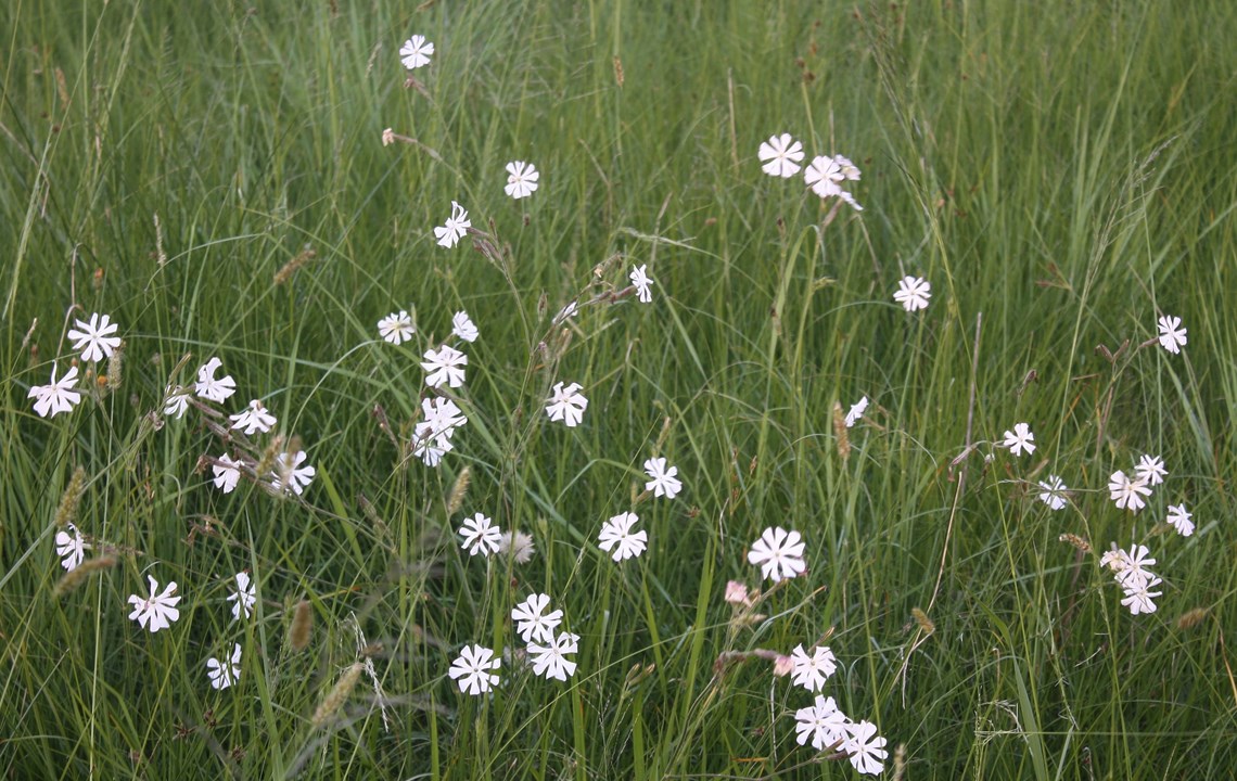 Silene bellidioides umjuje Wild tobacco Wilde tabak