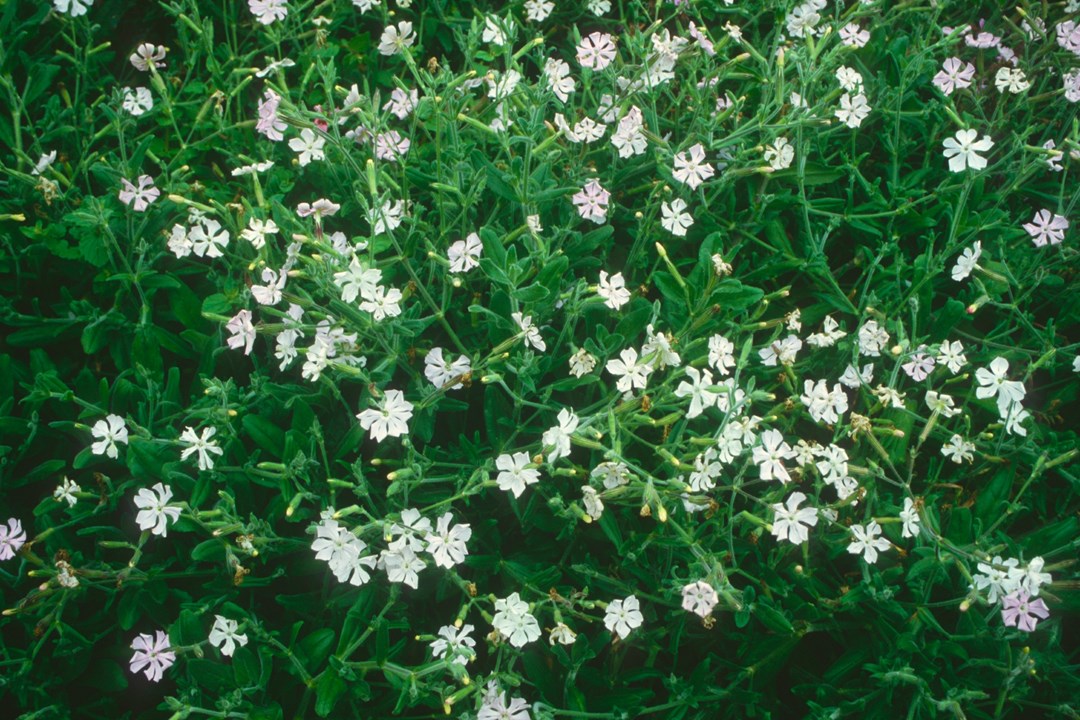 Silene bellidioides umjuje Wild tobacco Wilde tabak