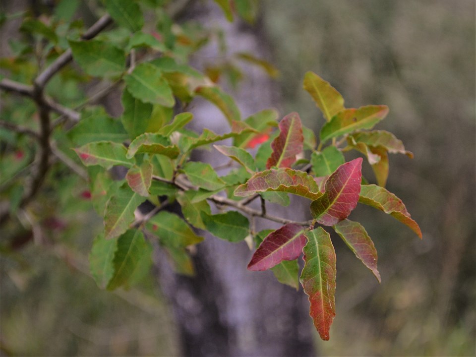 Spirostachys africana Tamboti Tambotie Muonze morukuru umthombothi