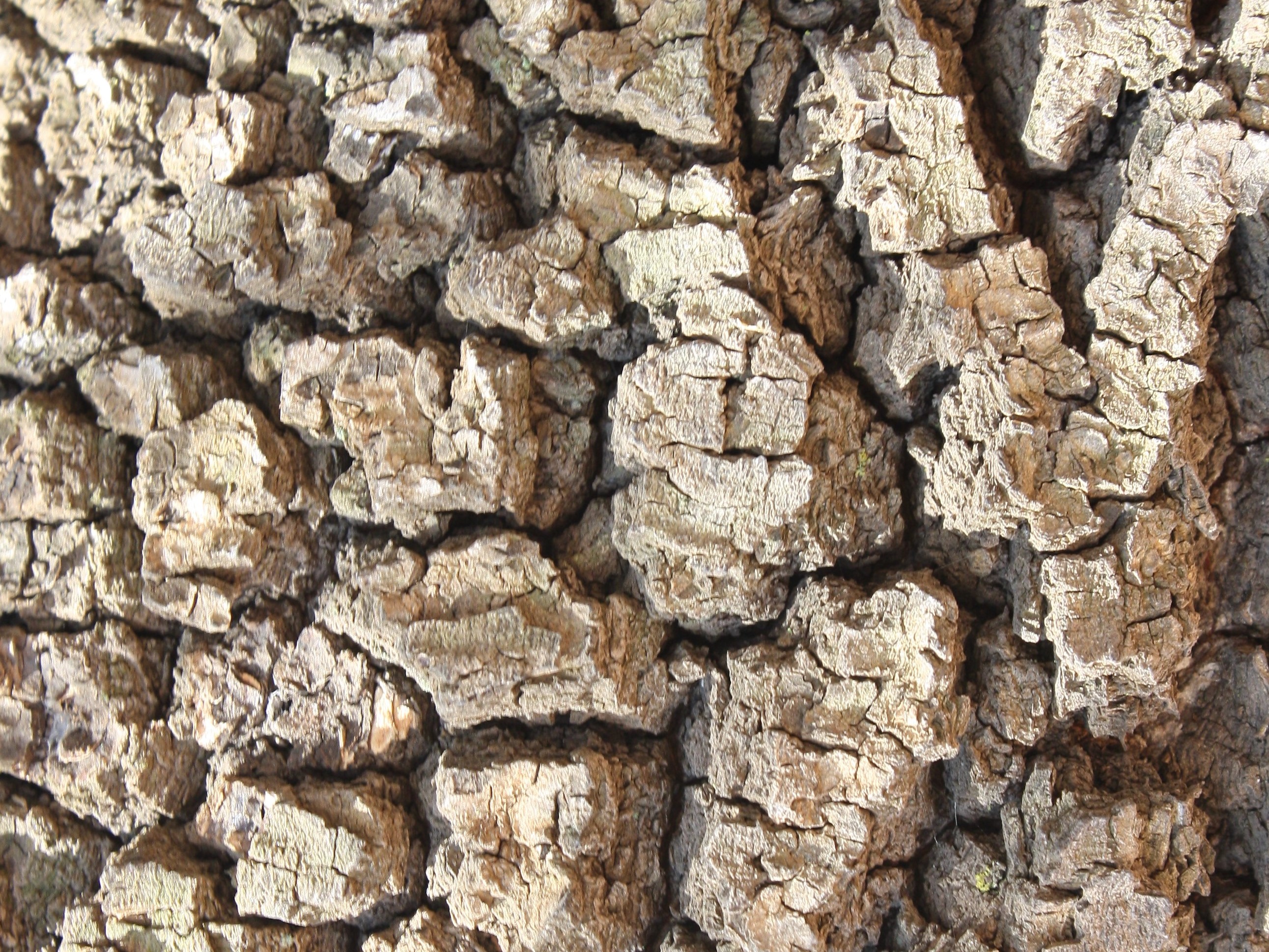 Spirostachys africana Tamboti Tambotie Muonze morukuru umthombothi