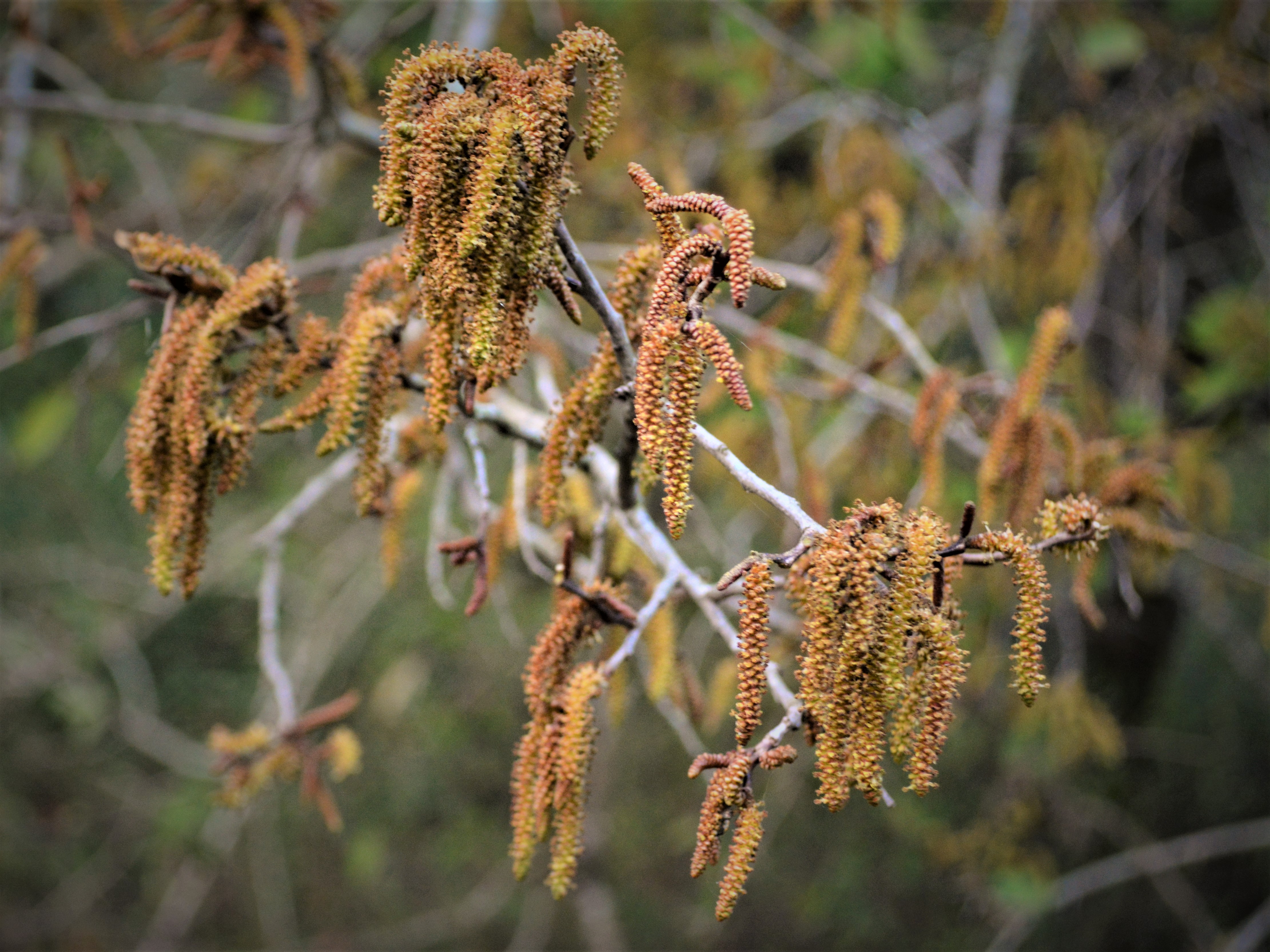 Spirostachys africana Tamboti Tambotie Muonze morukuru umthombothi