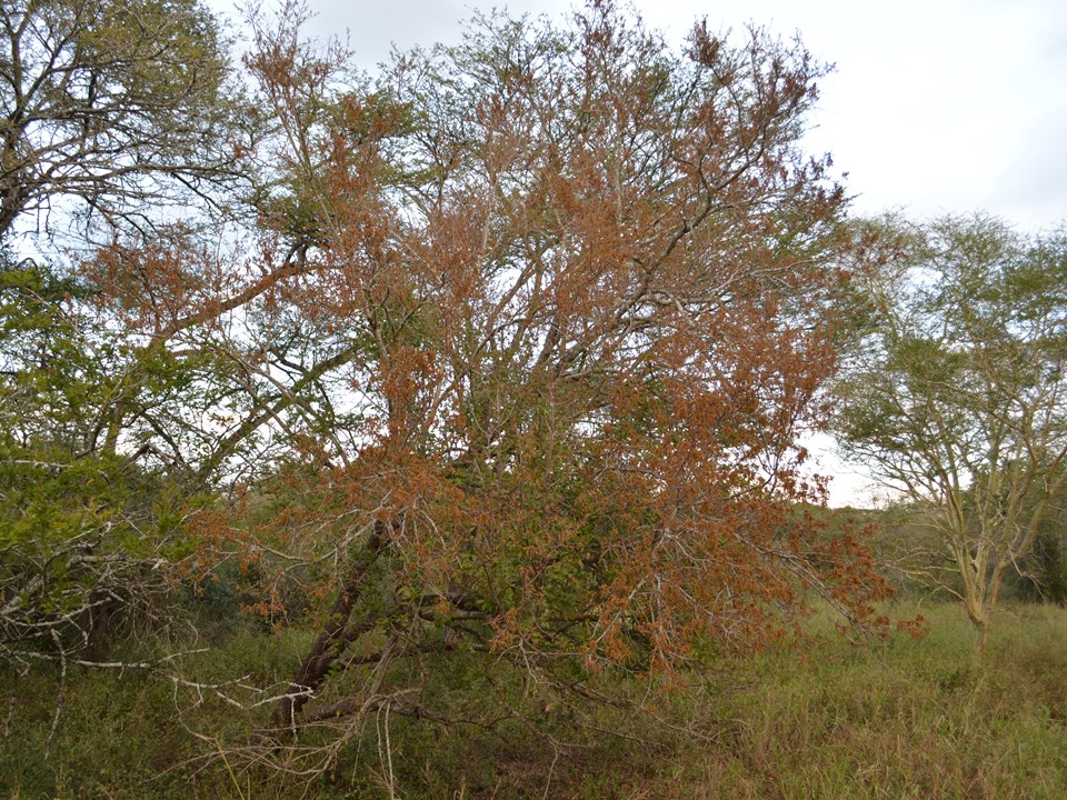 Spirostachys africana Tamboti Tambotie Muonze morukuru umthombothi