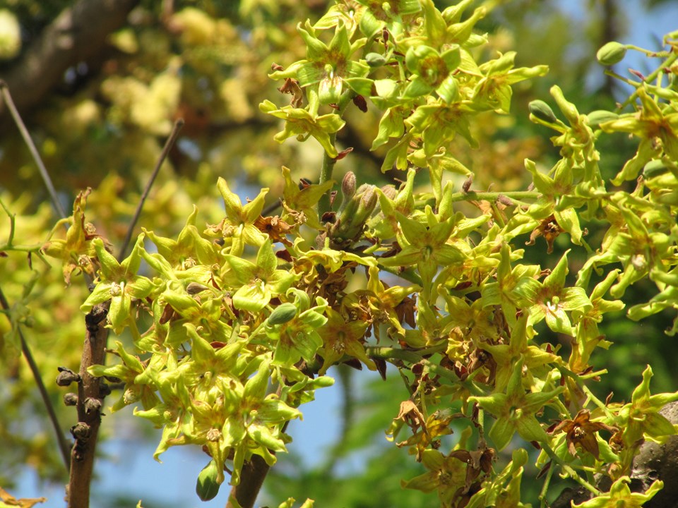 Sterculia murex Lowveld Star-Chestnut Laeveldsesterkastaiing