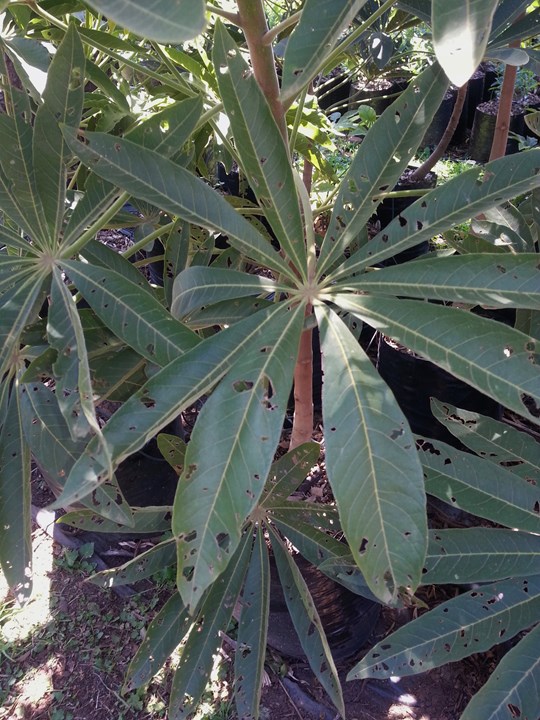Sterculia murex Lowveld Star-Chestnut Laeveldsesterkastaiing