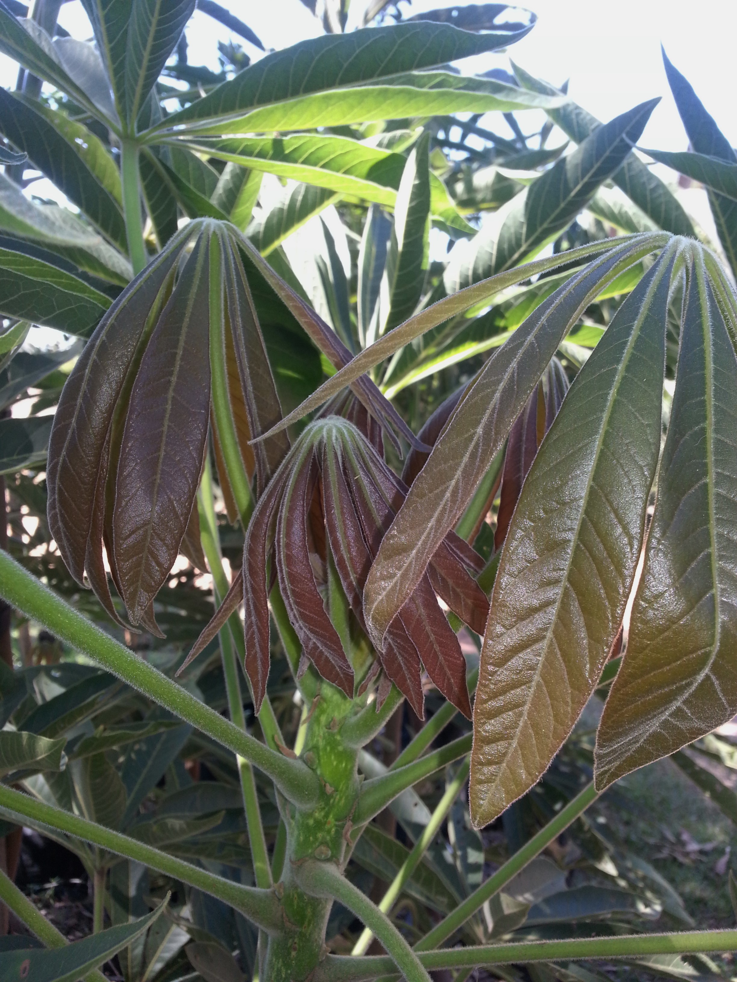 Sterculia murex Lowveld Star-Chestnut Laeveldsesterkastaiing