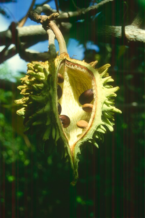 Sterculia murex Lowveld Star-Chestnut Laeveldsesterkastaiing