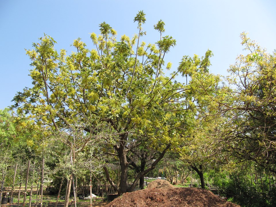 Sterculia murex Lowveld Star-Chestnut Laeveldsesterkastaiing