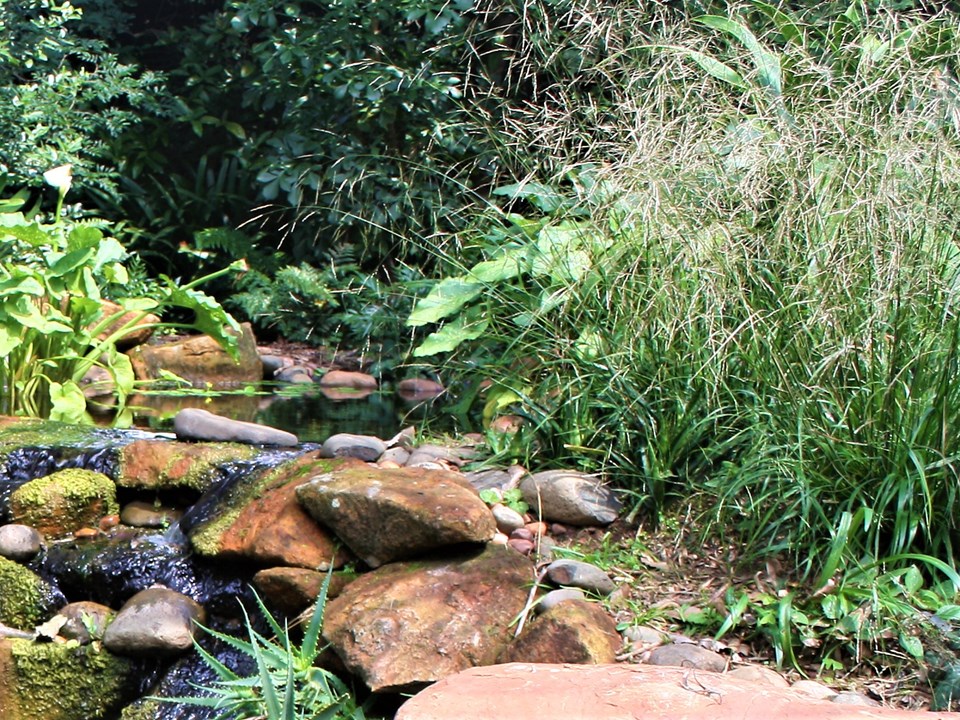 Stipa dregeana Stipa Grass