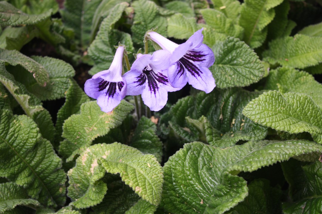 Streptocarpus formosus Pondo streptocarpus