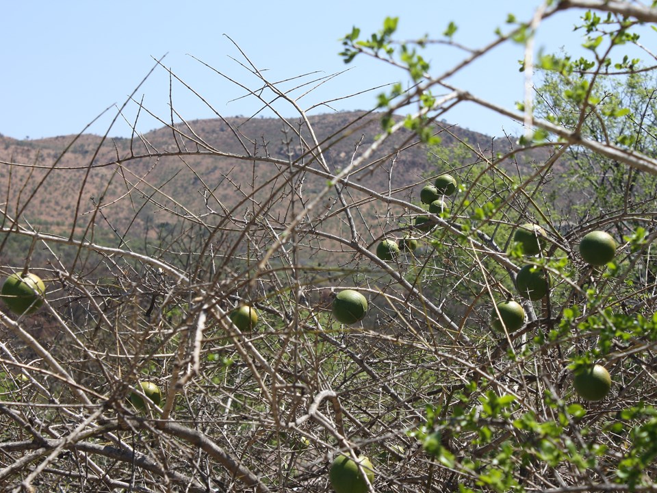 Strychnos madagascariensis Black Monkey-orange Swartklapper mukwakwa ...