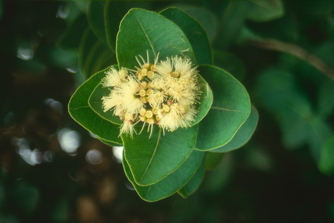 Syzygium cordatum Waterbessie, waterbessieboom, waterboom, waterhout ...
