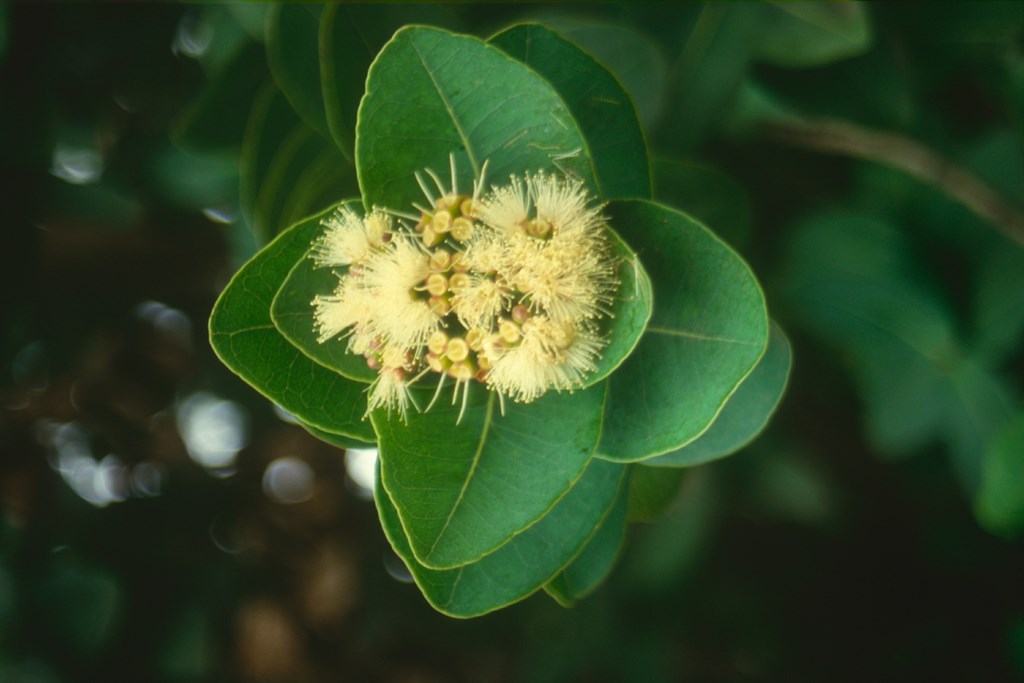 Syzygium cordatum Waterbessie, waterbessieboom, waterboom, waterhout ...