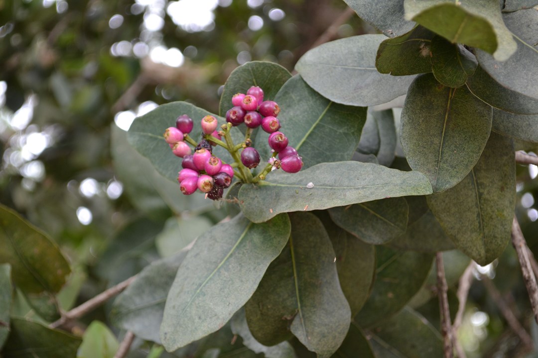 Syzygium cordatum Waterbessie, waterbessieboom, waterboom, waterhout ...