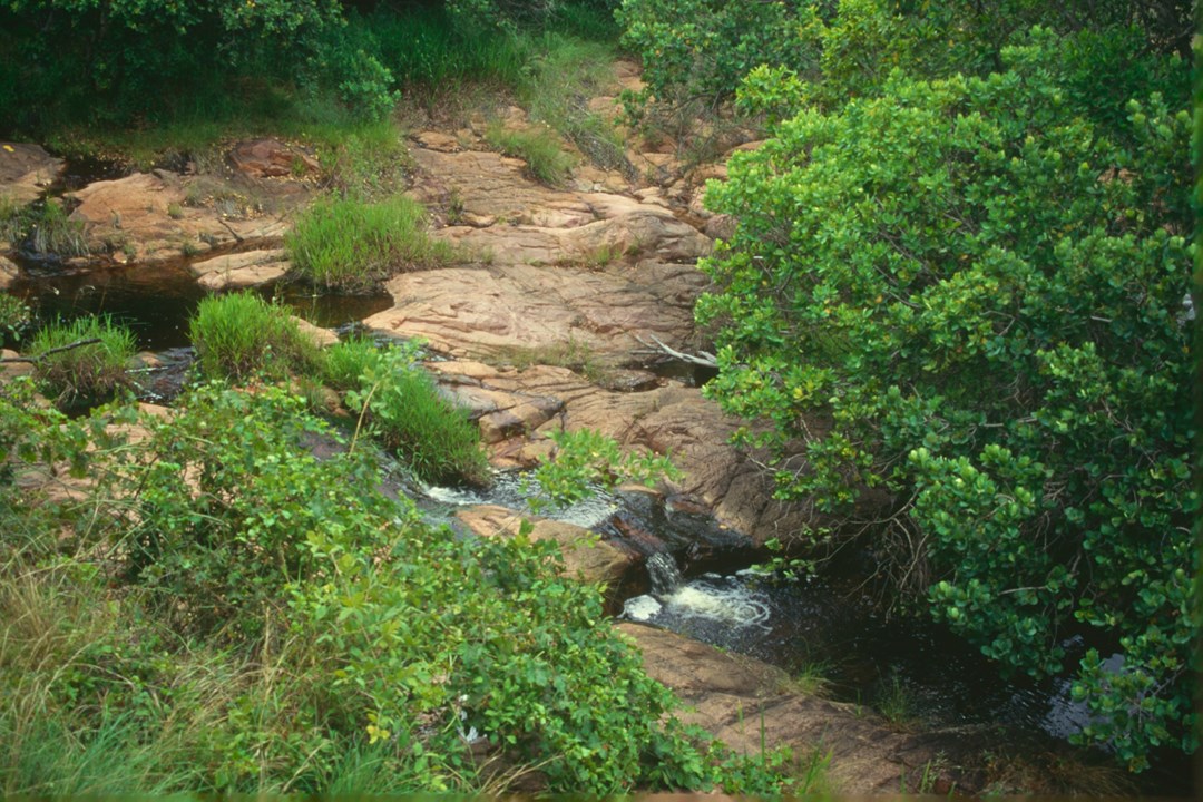 Syzygium cordatum Waterbessie, waterbessieboom, waterboom, waterhout ...