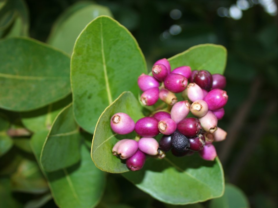 Syzygium cordatum Waterbessie, waterbessieboom, waterboom, waterhout ...