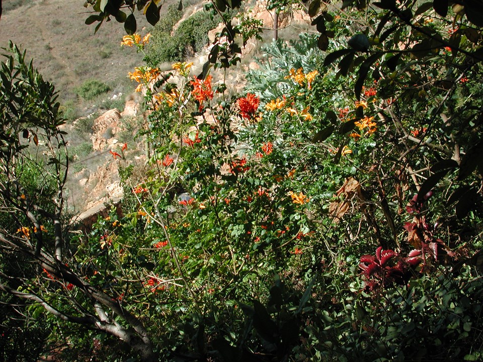 Tecomaria capensis Cape-honeysuckle, tecomaria Kaapse kanferfoelie ...