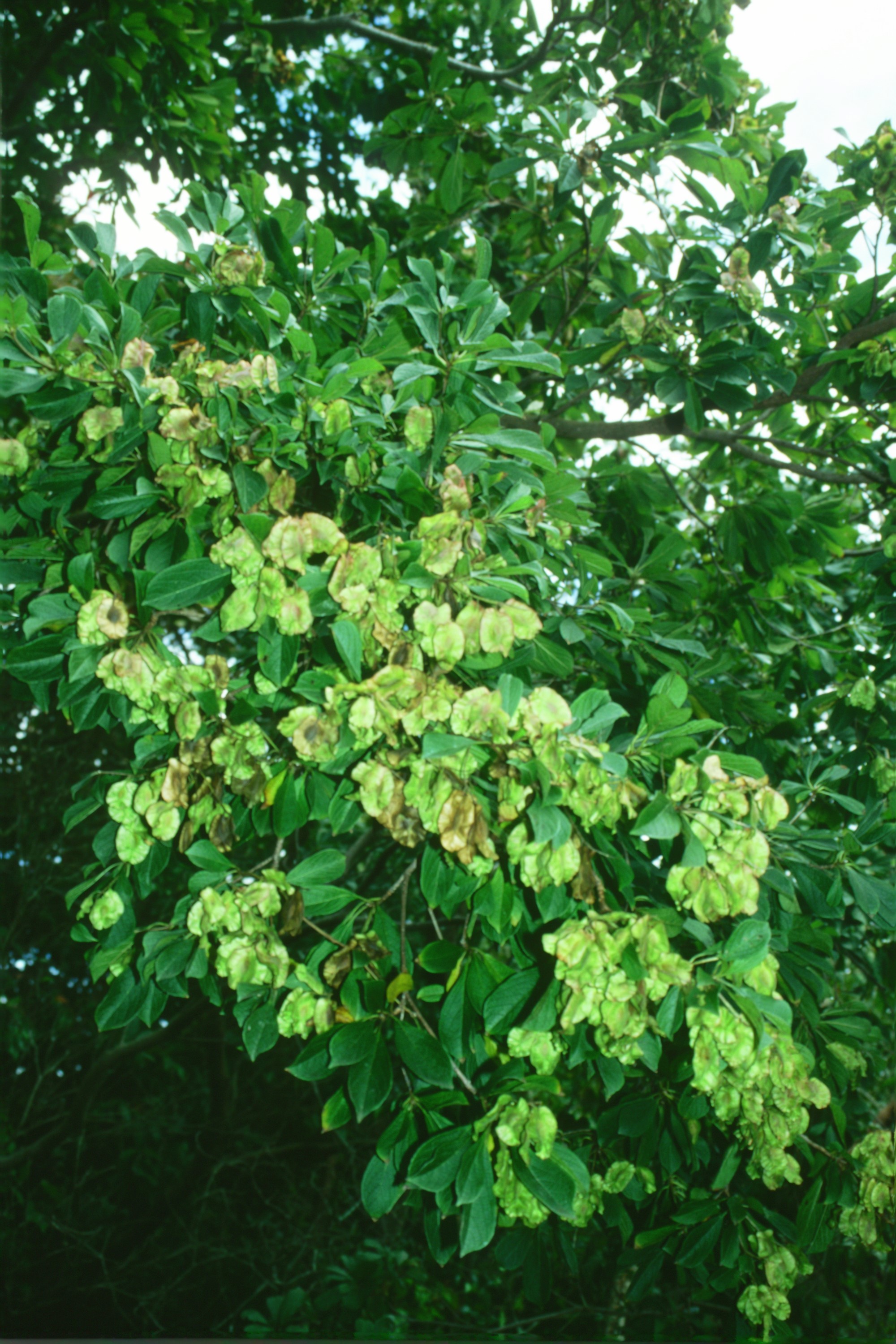 Terminalia phanerophlebia Lebombo Clusterleaf Lebombotrosblaar amaNgwe ...