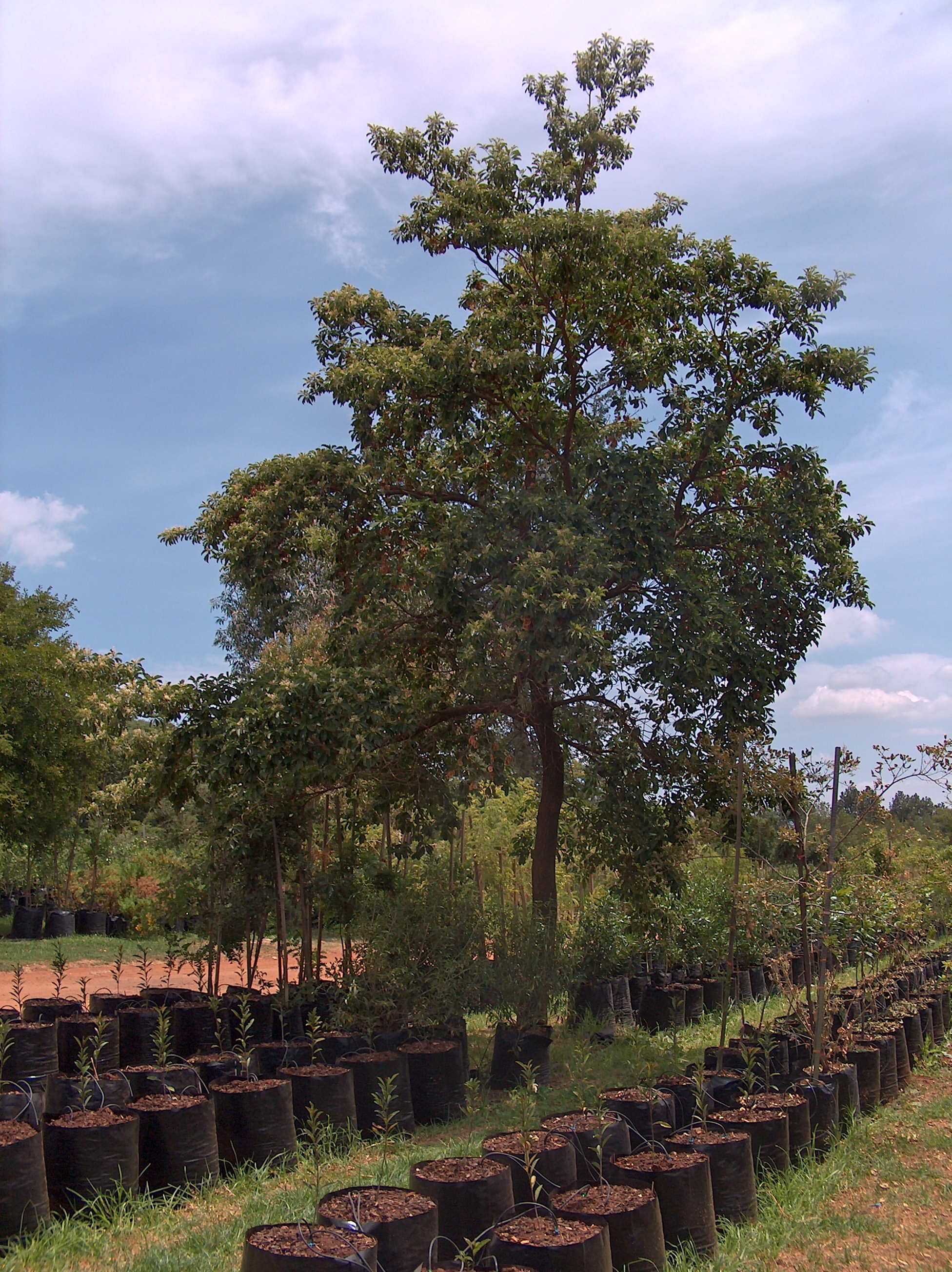 Terminalia phanerophlebia Lebombo Clusterleaf Lebombotrosblaar amaNgwe ...
