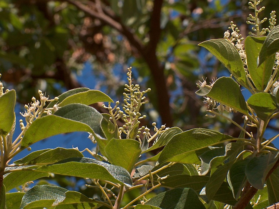 Terminalia phanerophlebia Lebombo Clusterleaf Lebombotrosblaar amaNgwe ...
