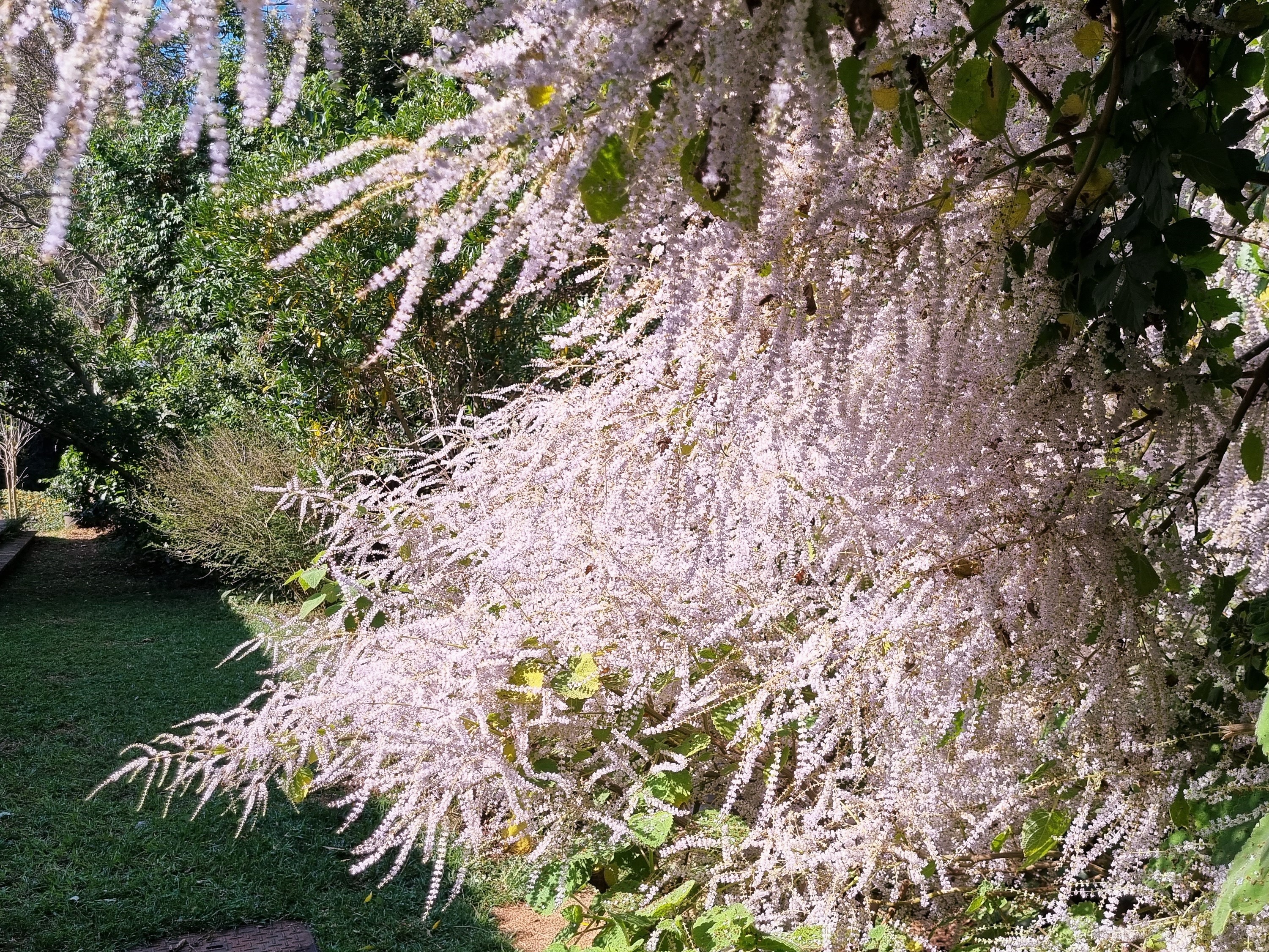 Tetradenia riparia Ginger Bush, Misty Plume Bush Gemmerbos iBoza