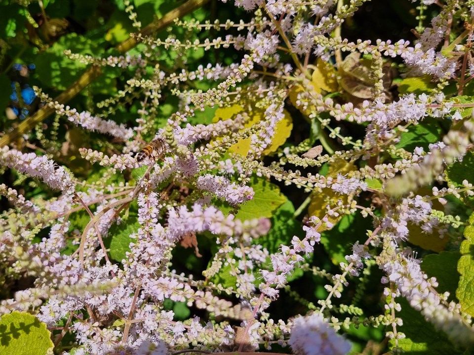 Tetradenia riparia Ginger Bush, Misty Plume Bush Gemmerbos iBoza