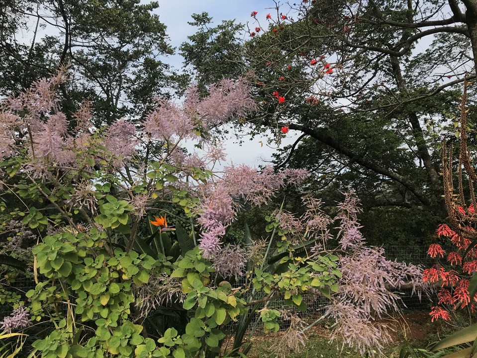 Tetradenia riparia Ginger Bush, Misty Plume Bush Gemmerbos iBoza