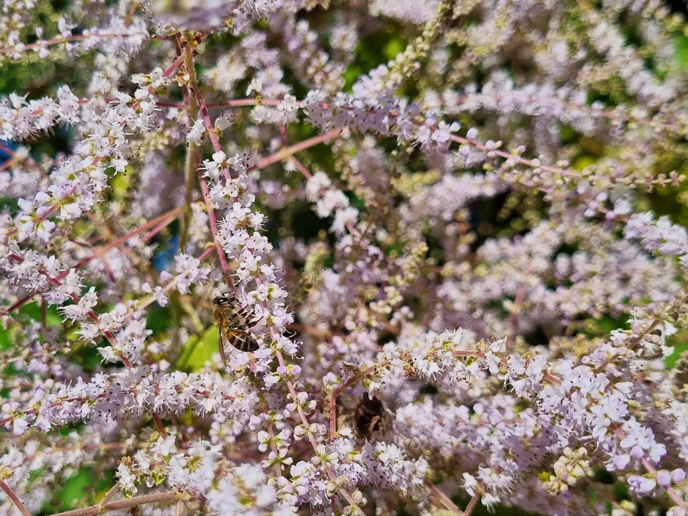 Tetradenia riparia Ginger Bush, Misty Plume Bush Gemmerbos iBoza