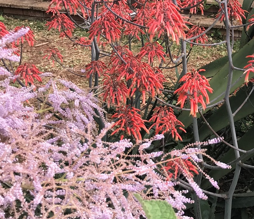 Tetradenia riparia Ginger Bush, Misty Plume Bush Gemmerbos iBoza