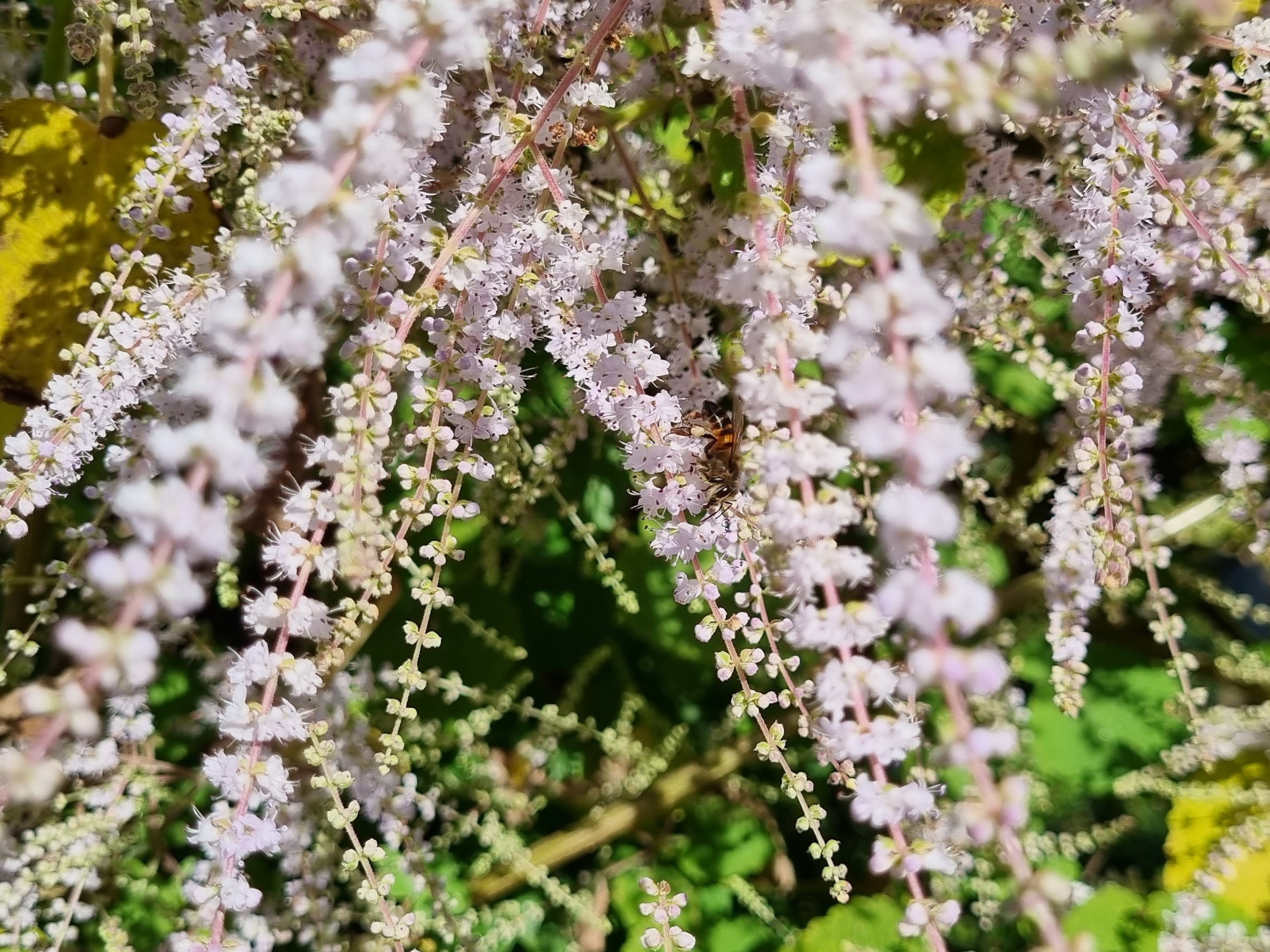 Tetradenia riparia Ginger Bush, Misty Plume Bush Gemmerbos iBoza