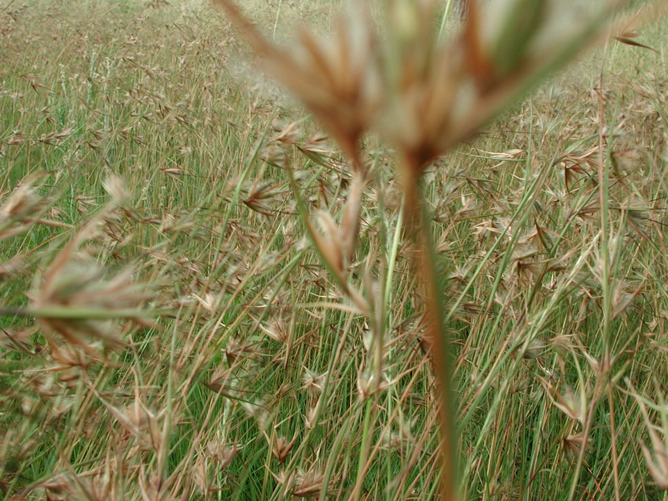 Themeda triandra rooigras red grass
