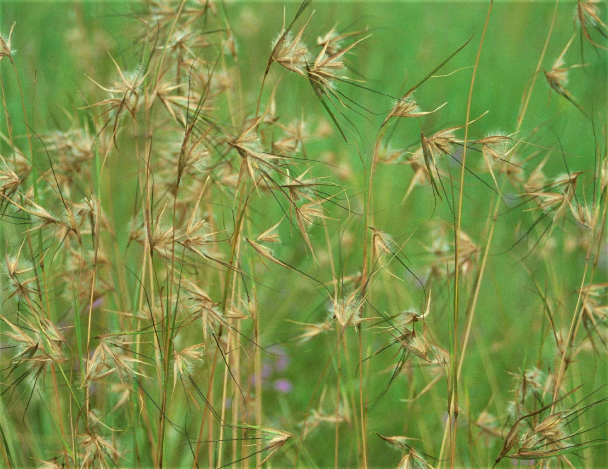 Themeda triandra rooigras red grass