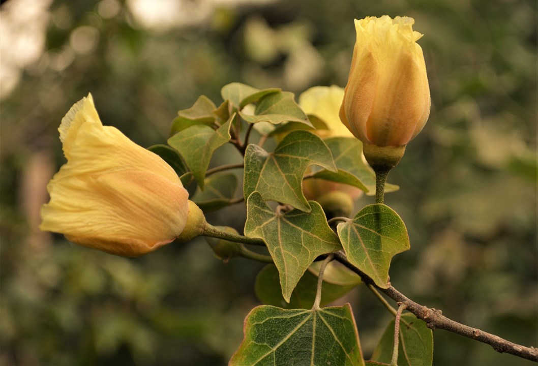 Thespesia acutiloba Tulip Tree Wildetulpboom Ibicongo