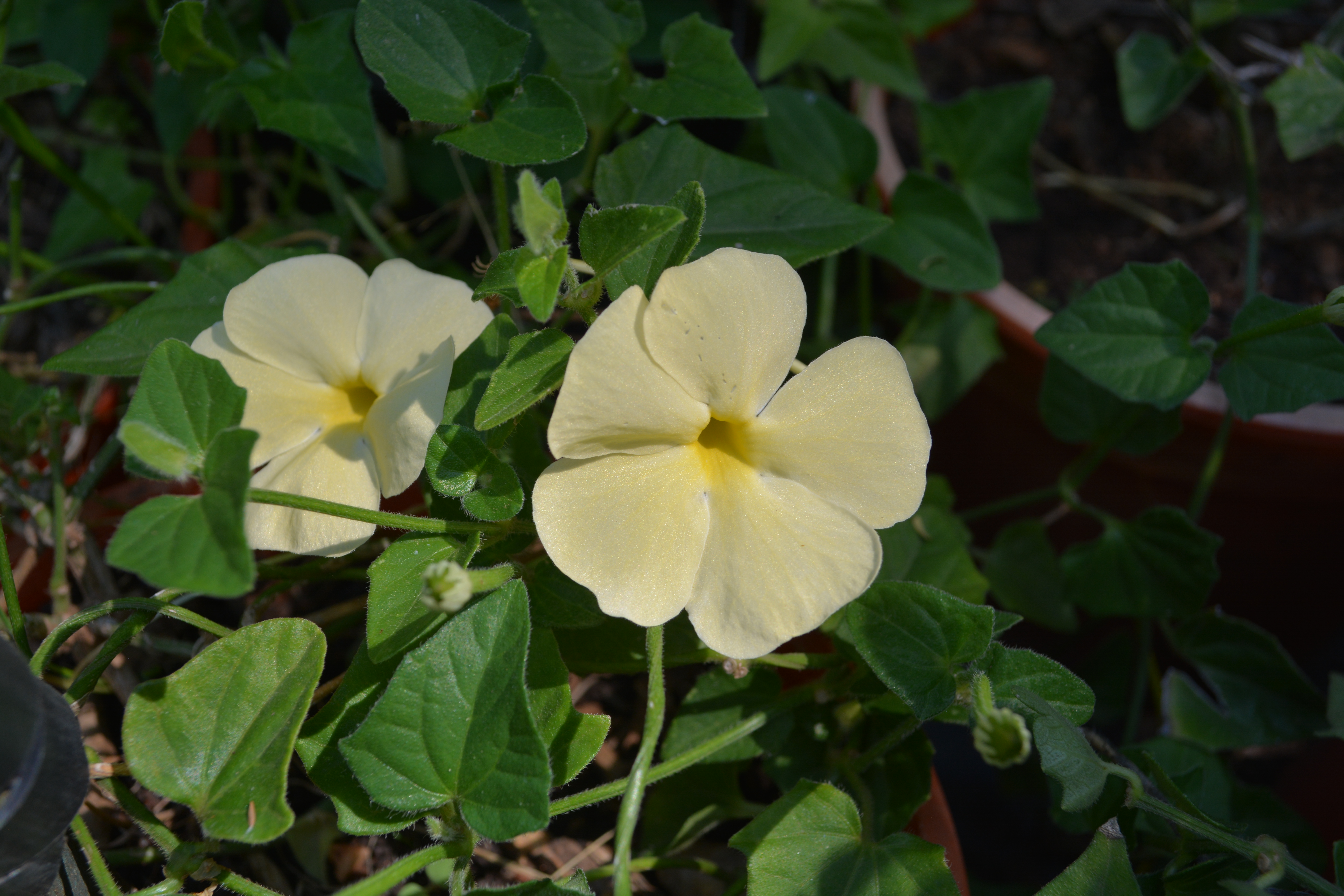 Thunbergia neglecta Climbing Thunbergia