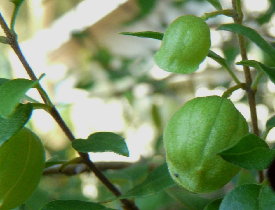 Tinnea rhodesiana Brown Tinnea