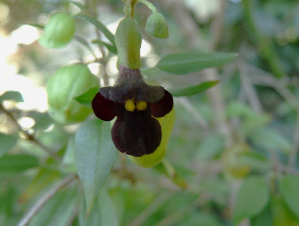 Tinnea rhodesiana Brown Tinnea