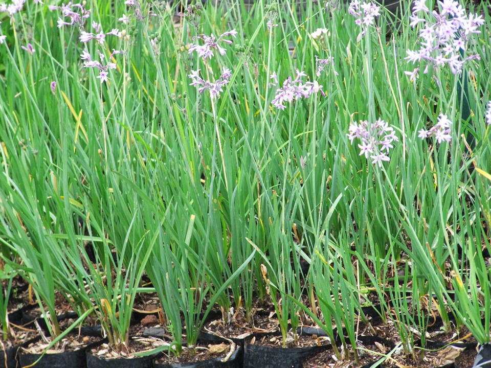Tulbaghia violacea wildeknoffel, wildeknoflok wild garlic, society ...