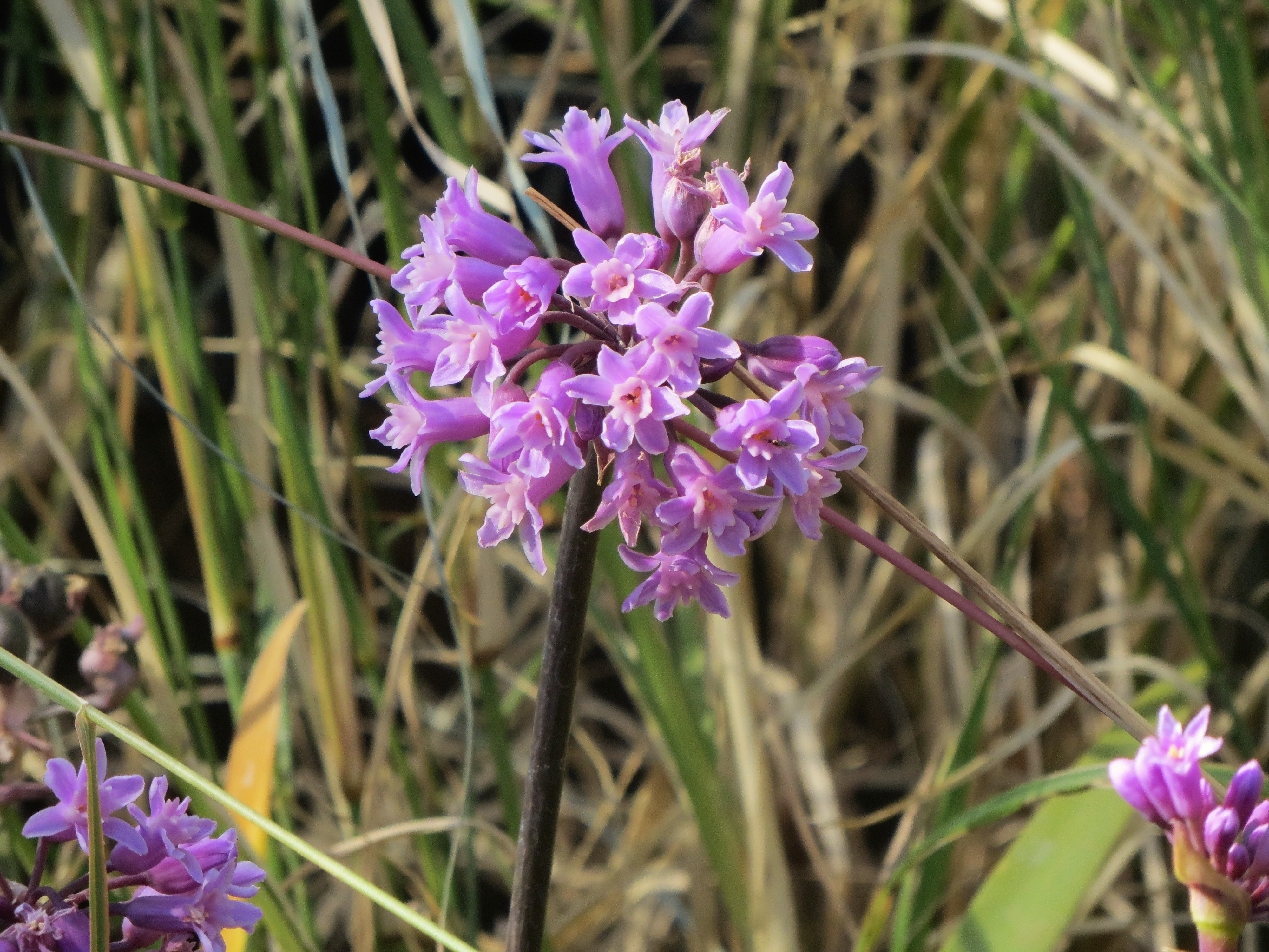 Tulbaghia violacea wildeknoffel, wildeknoflok wild garlic, society ...