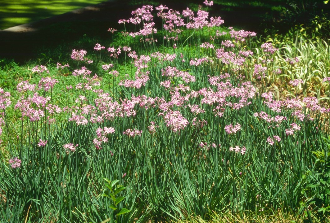 Tulbaghia violacea wildeknoffel, wildeknoflok wild garlic, society ...