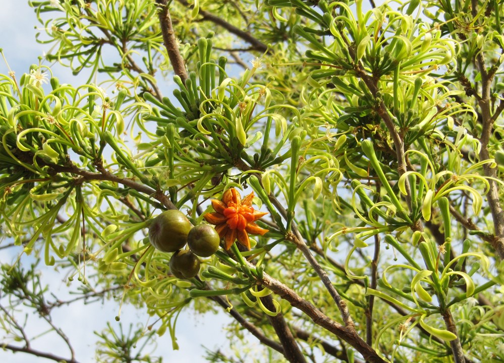 Turraea floribunda Honeysuckle Tree, wild honeysuckle-tree ...