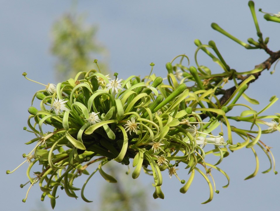 Turraea floribunda Honeysuckle Tree, wild honeysuckle-tree ...