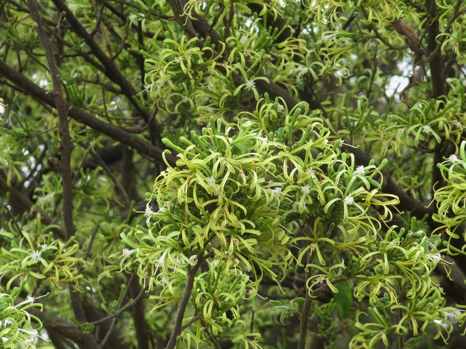 Turraea floribunda Honeysuckle Tree, wild honeysuckle-tree ...