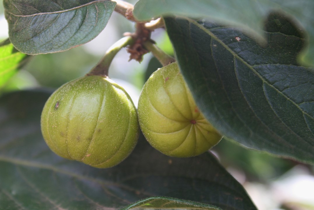 Turraea floribunda Honeysuckle Tree, wild honeysuckle-tree ...