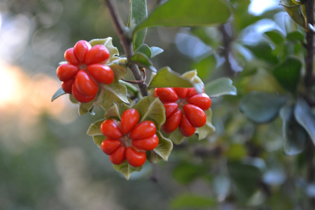 Turraea obtusifolia Small Honeysuckle Tree Kleinkamperfoelieboom ...
