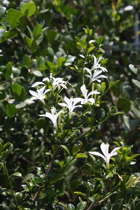 Turraea obtusifolia Small Honeysuckle Tree Kleinkamperfoelieboom ...