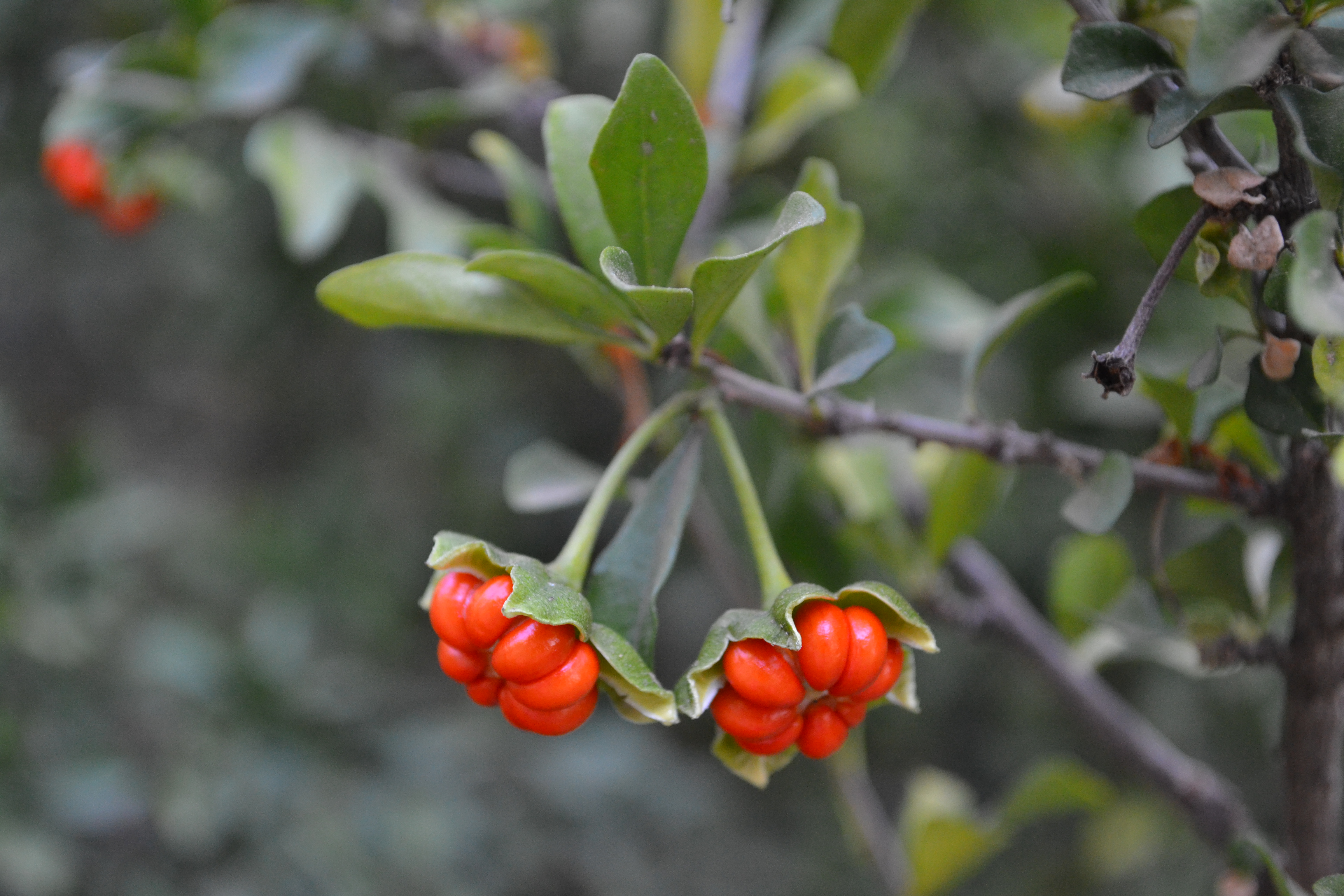 Turraea obtusifolia Small Honeysuckle Tree Kleinkamperfoelieboom ...