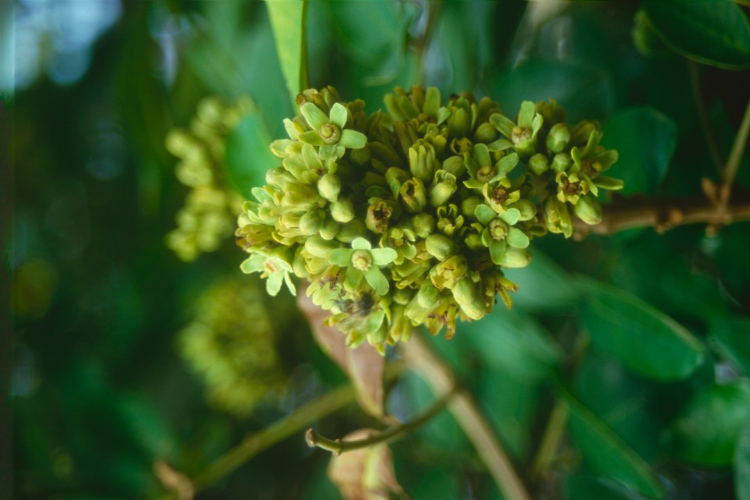 Vangueria infausta wild medlar wilde mispel mpfilwa mmilo muzwilu ...