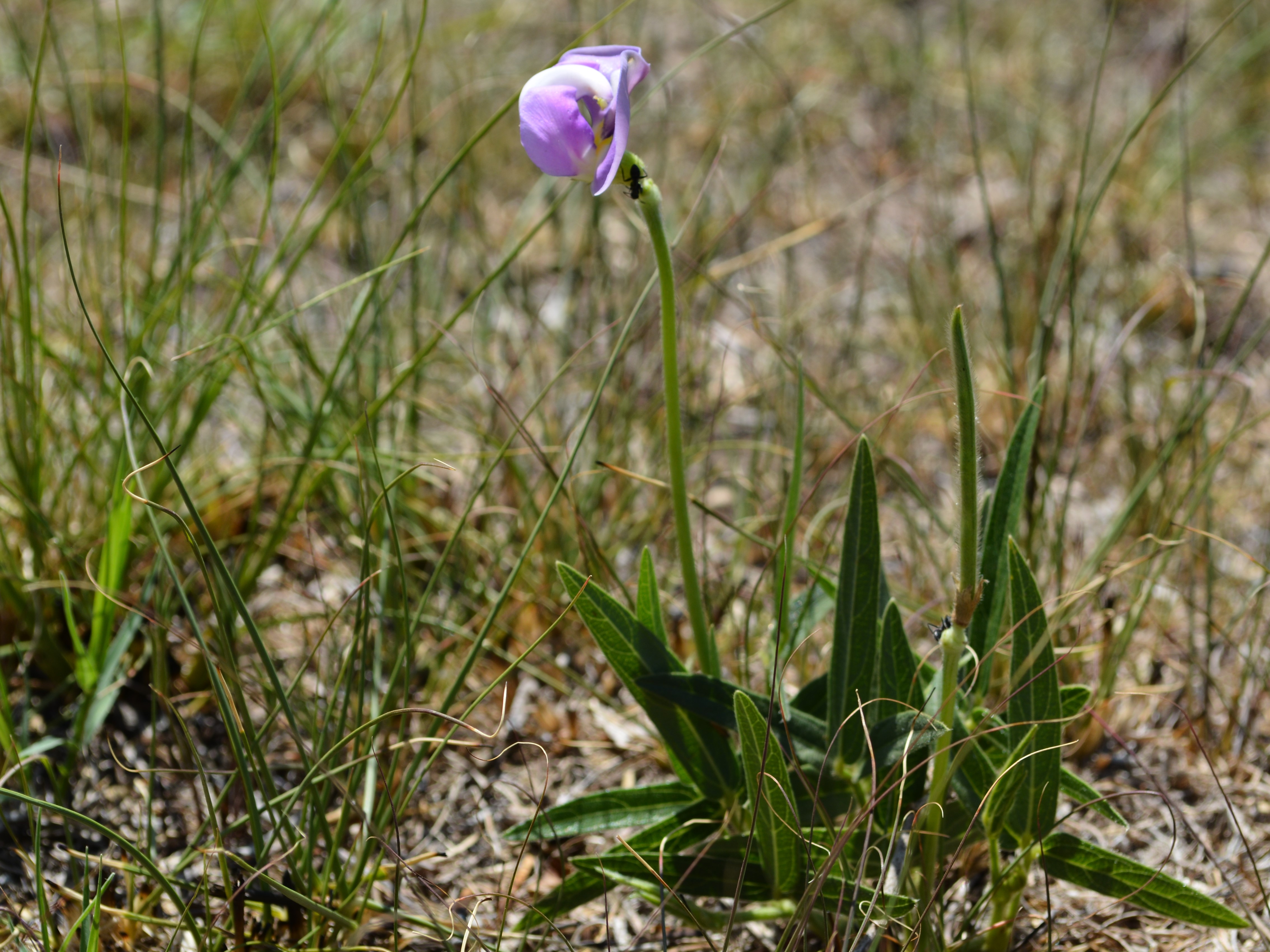 Vigna vexillata Wild Sweetpea Wilde ertjie