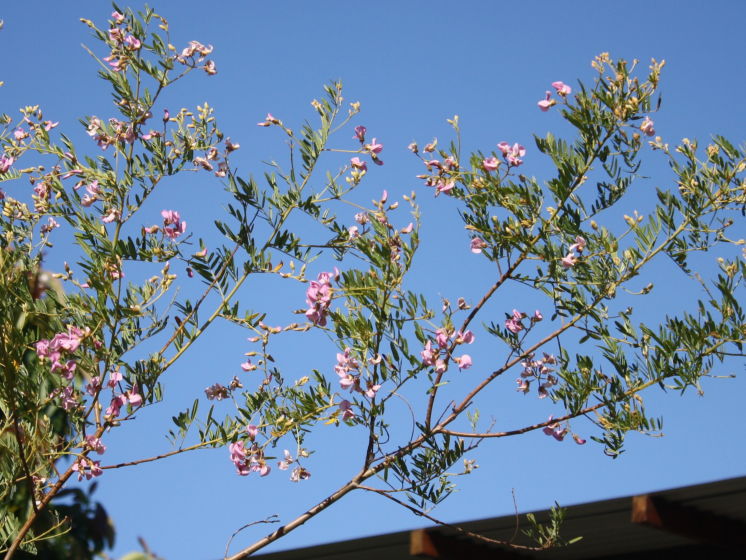 Virgilia oroboides Blossom Tree Keurboom
