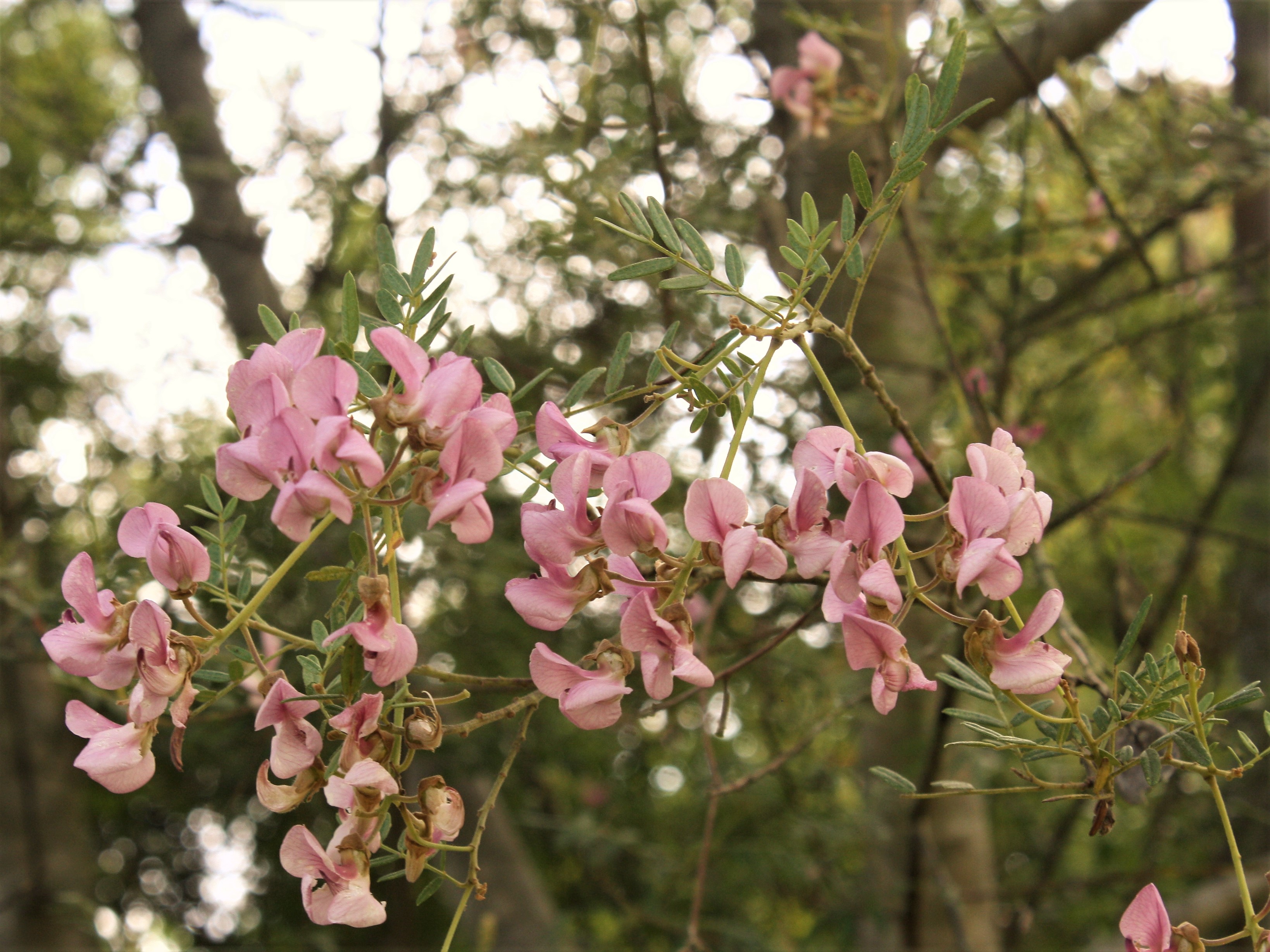 Virgilia oroboides Blossom Tree Keurboom